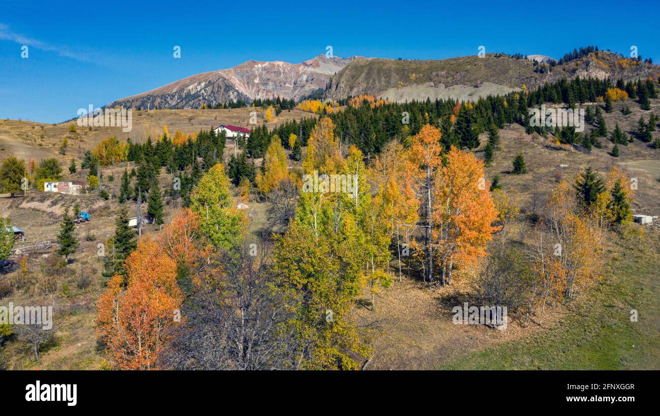 Photo of the unique combination of trees and mountains under the blue ...