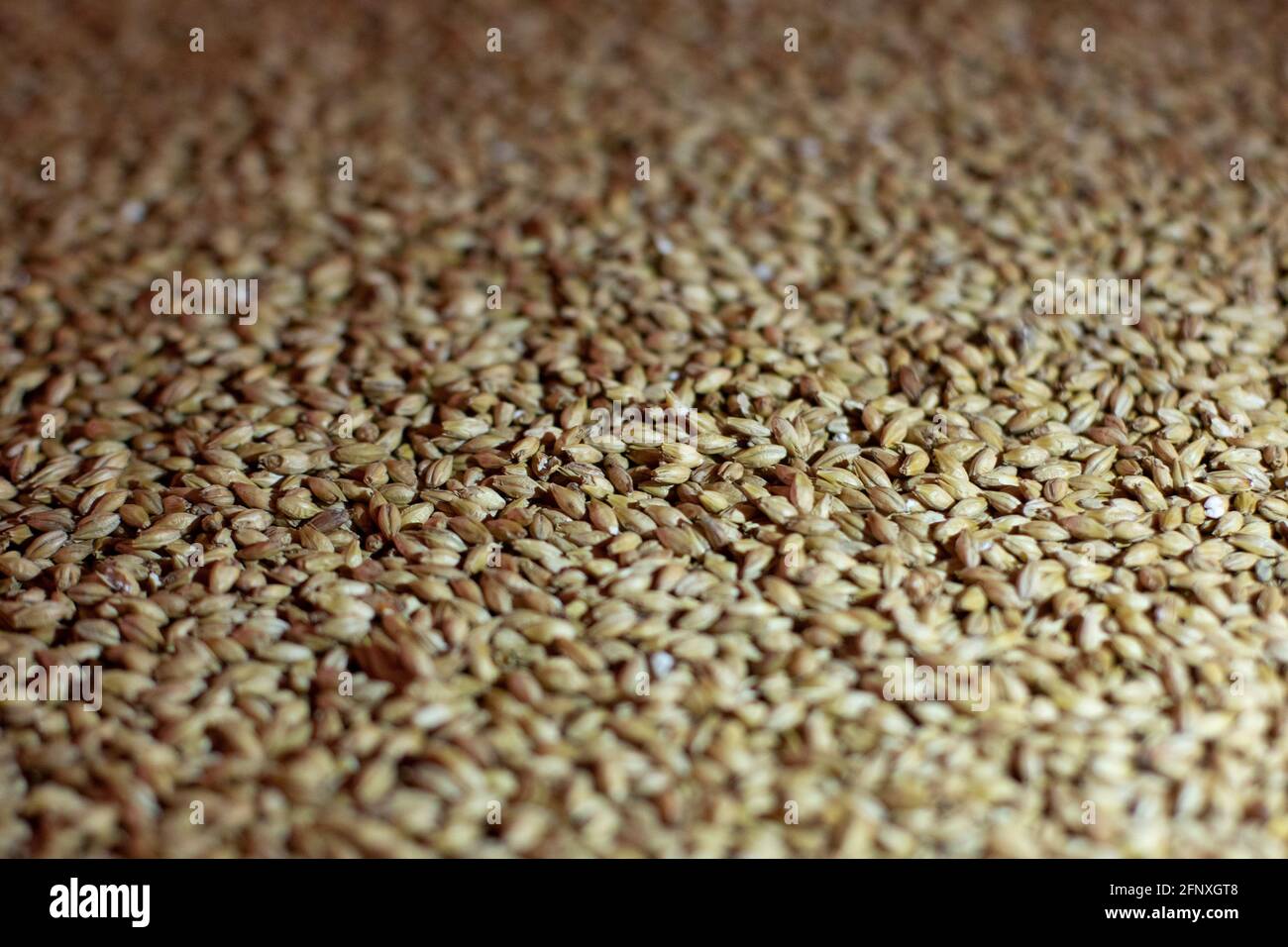 Barley grains in storage. Grain background, grain mass texture Stock ...