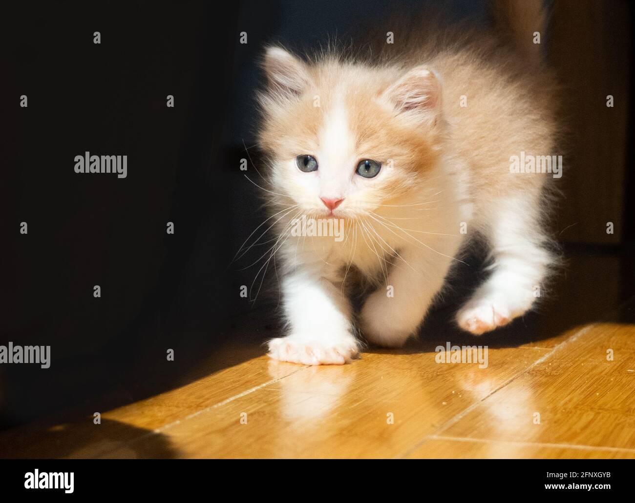 Long haired ginger white cat hi-res stock photography and images - Alamy