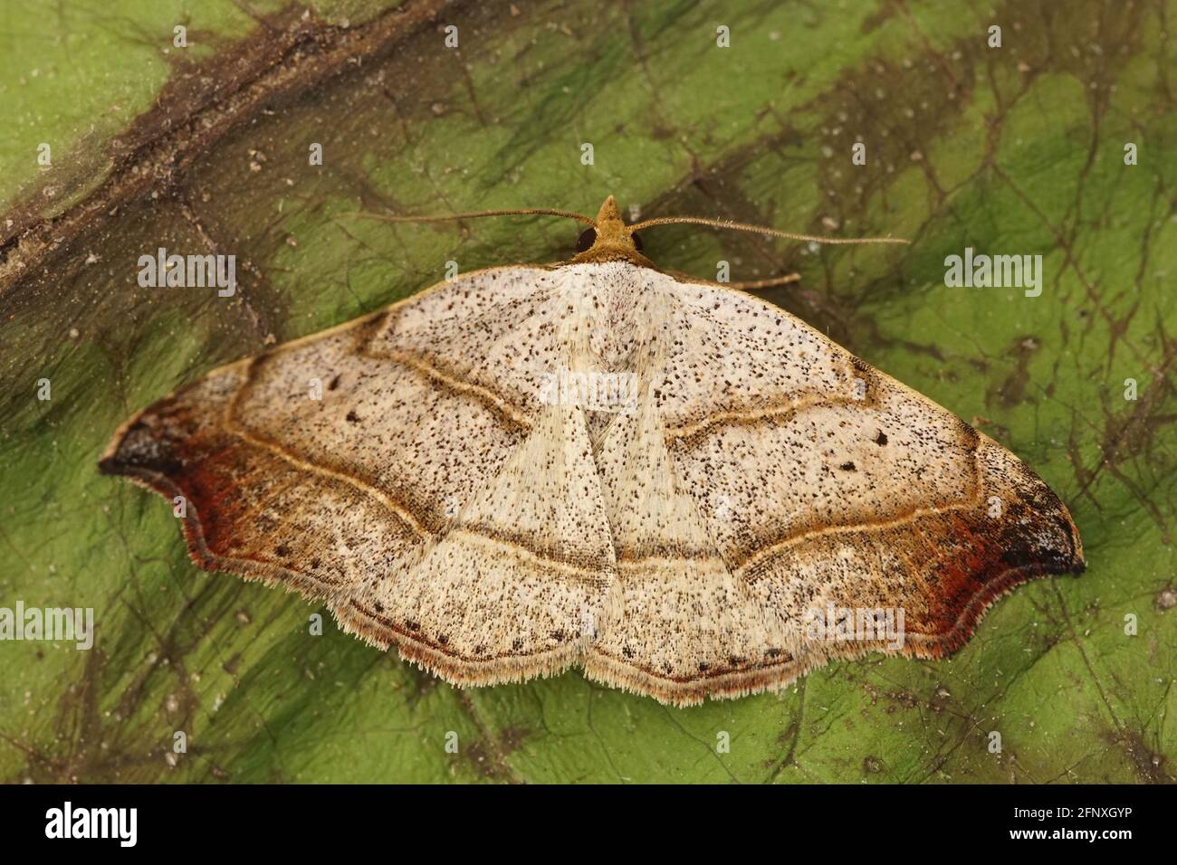 Top view of a beautiful hook-tip moth (Laspeyria flexula) with open ...