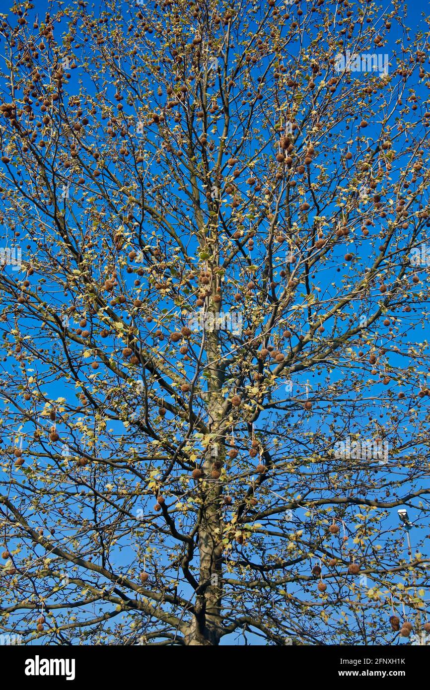 European plane, maple-leaved plane, London plane, London planetree ...
