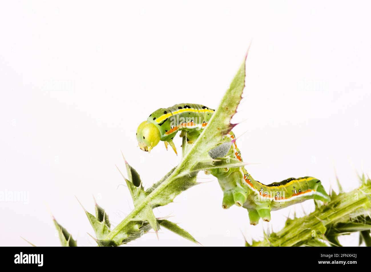 sword-grass moth (Xylena exsoleta), caterpillar on a leaf Stock Photo ...