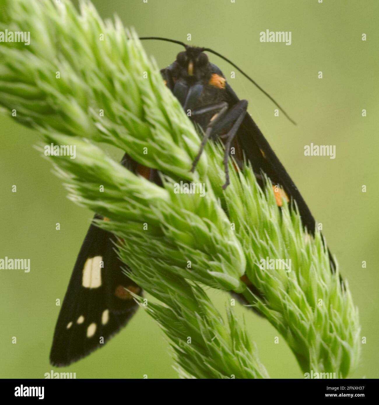 scarlet tiger (Callimorpha dominula, Panaxia dominula), sits on a grass ...
