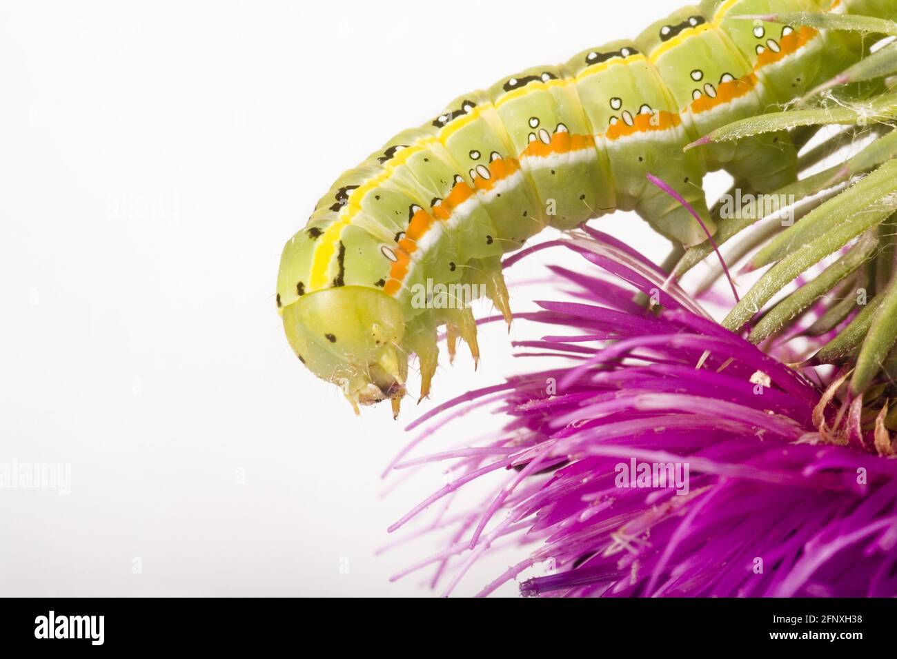 sword-grass moth (Xylena exsoleta), caterpillar on a flower Stock Photo ...