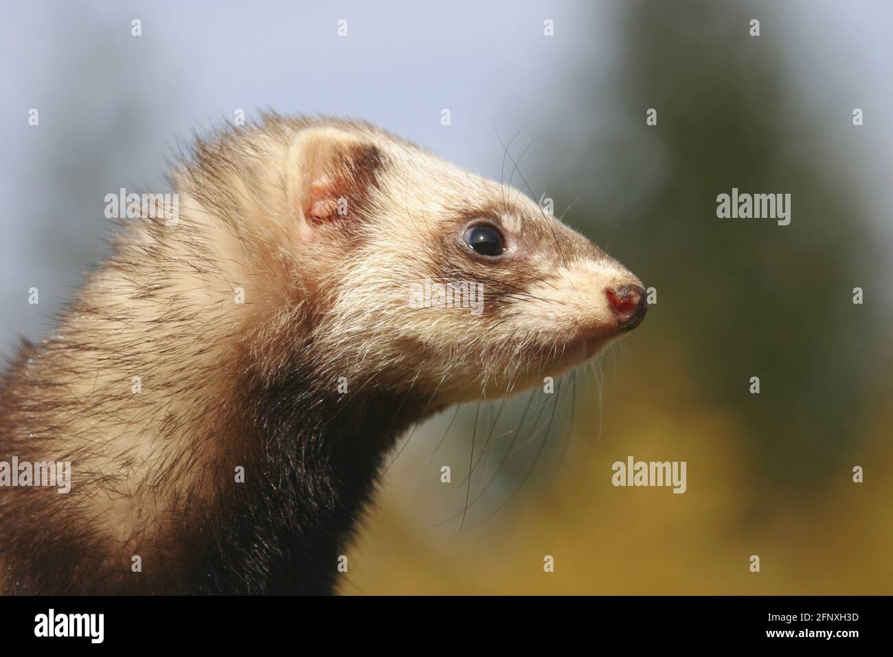 domestic polecat, domestic ferret (Mustela putorius f. furo, Mustela ...