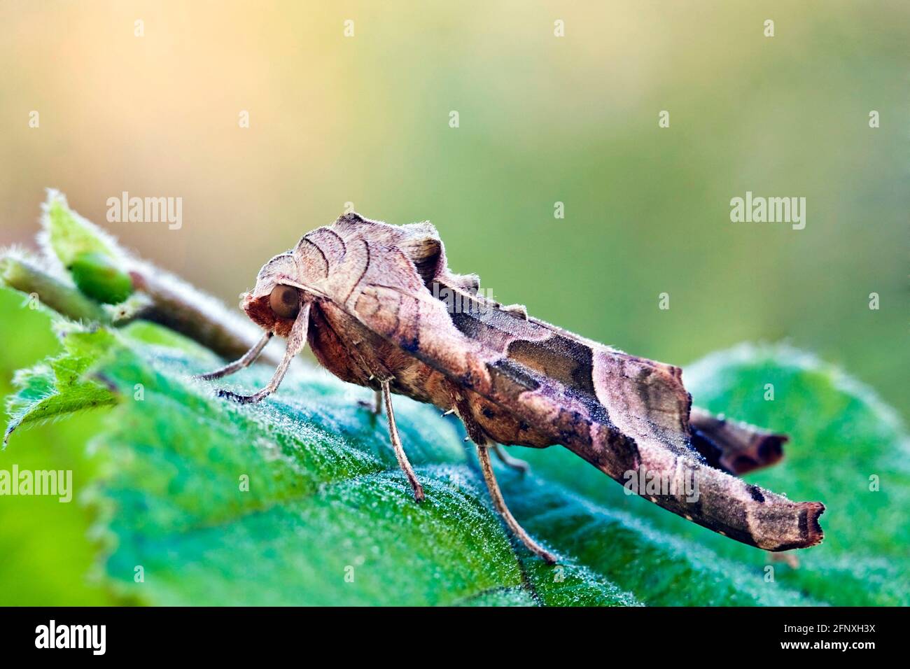 Angle Shades (Phlogophora meticulosa, Trigonophora meticulosa ...