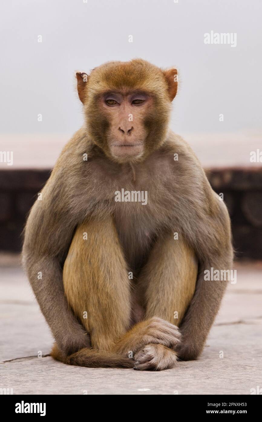 Indian monkey species hi-res stock photography and images - Alamy