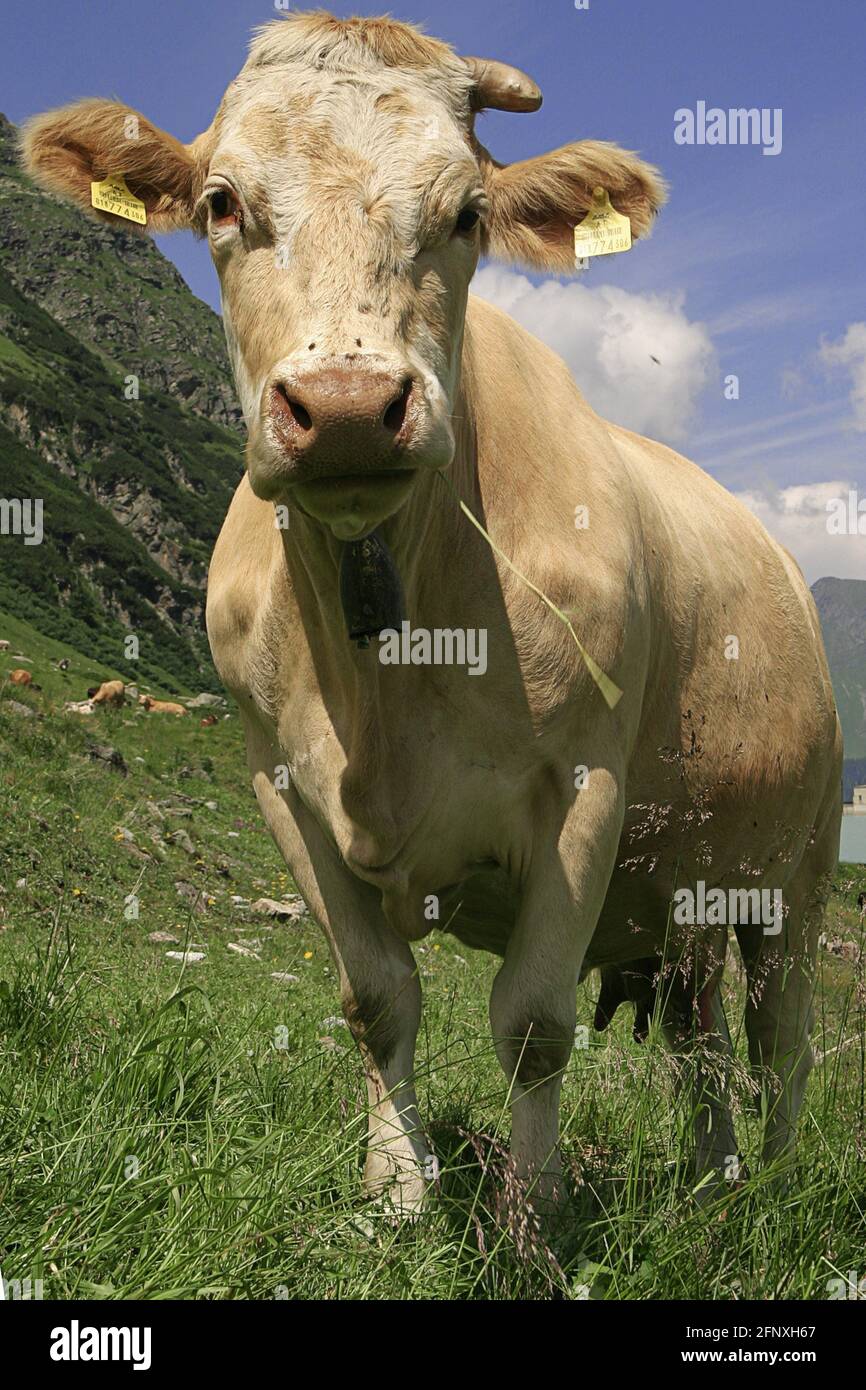 domestic cattle (Bos primigenius f. taurus), dairy cow on alpine ...