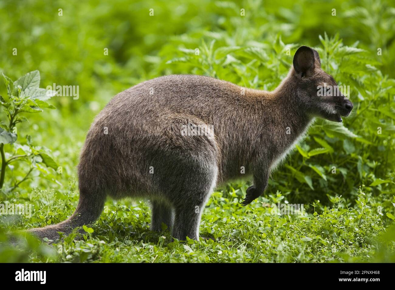 Red-necked wallaby, Bennett´s Wallaby (Macropus rufogriseus, Wallabia ...