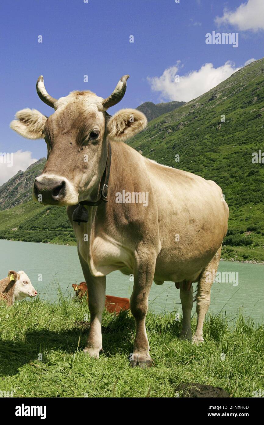Bull austria hi-res stock photography and images - Alamy