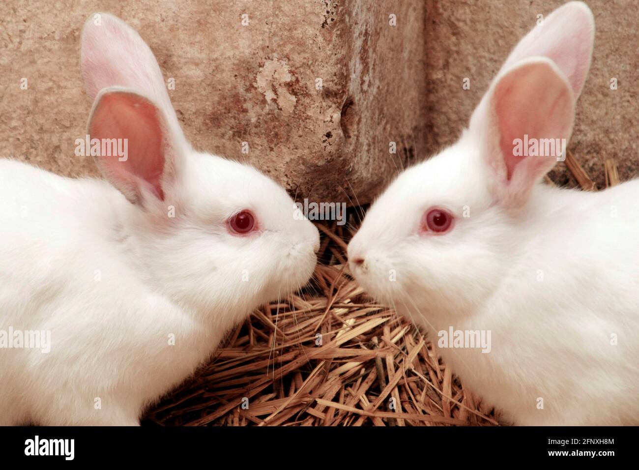 domestic rabbit (Oryctolagus cuniculus f. domestica), two white ...