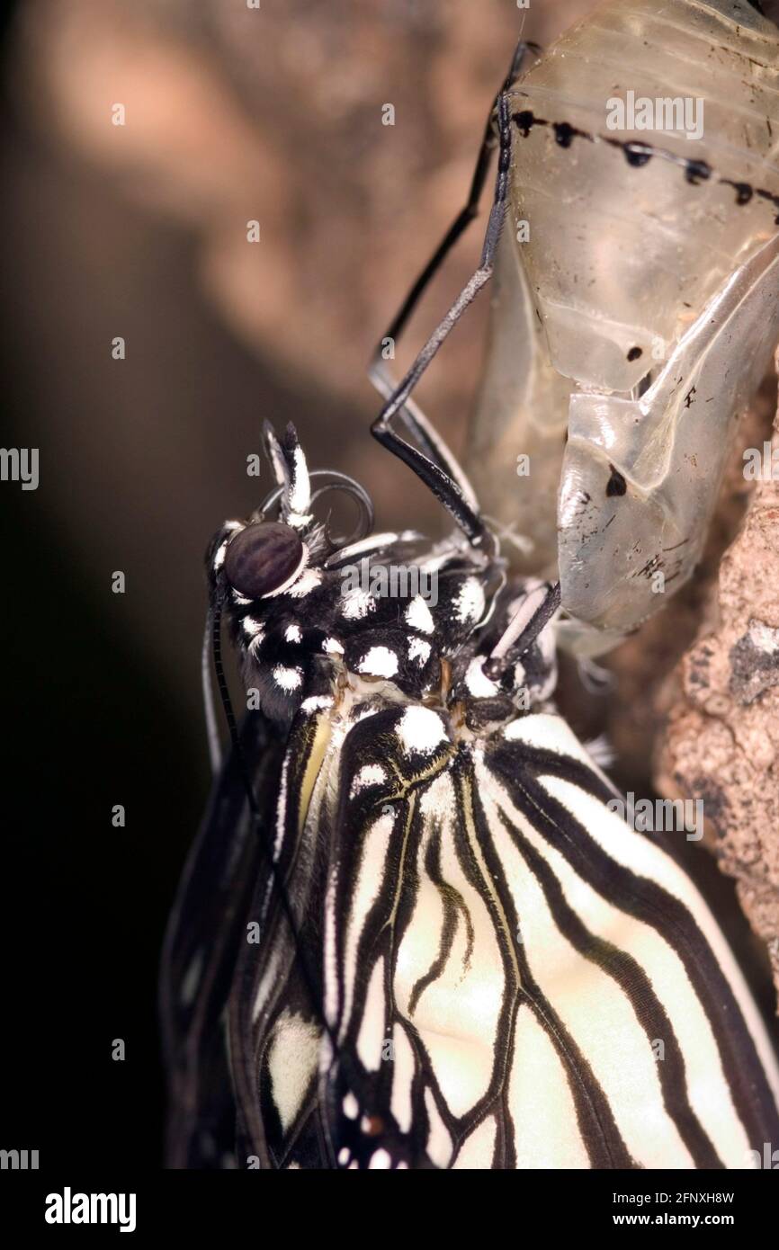 White Tree Nymph, Paper Kite, Rice Paper butterfly (Idea leuconoe ...