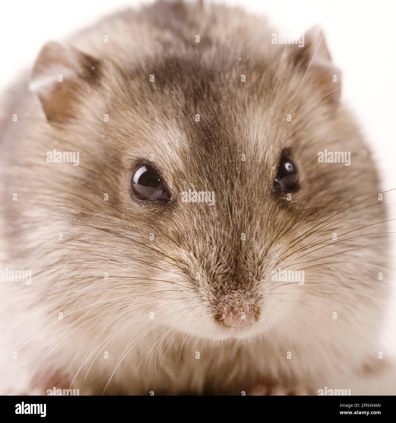 golden hamster (Mesocricetus auratus), portrait Stock Photo - Alamy