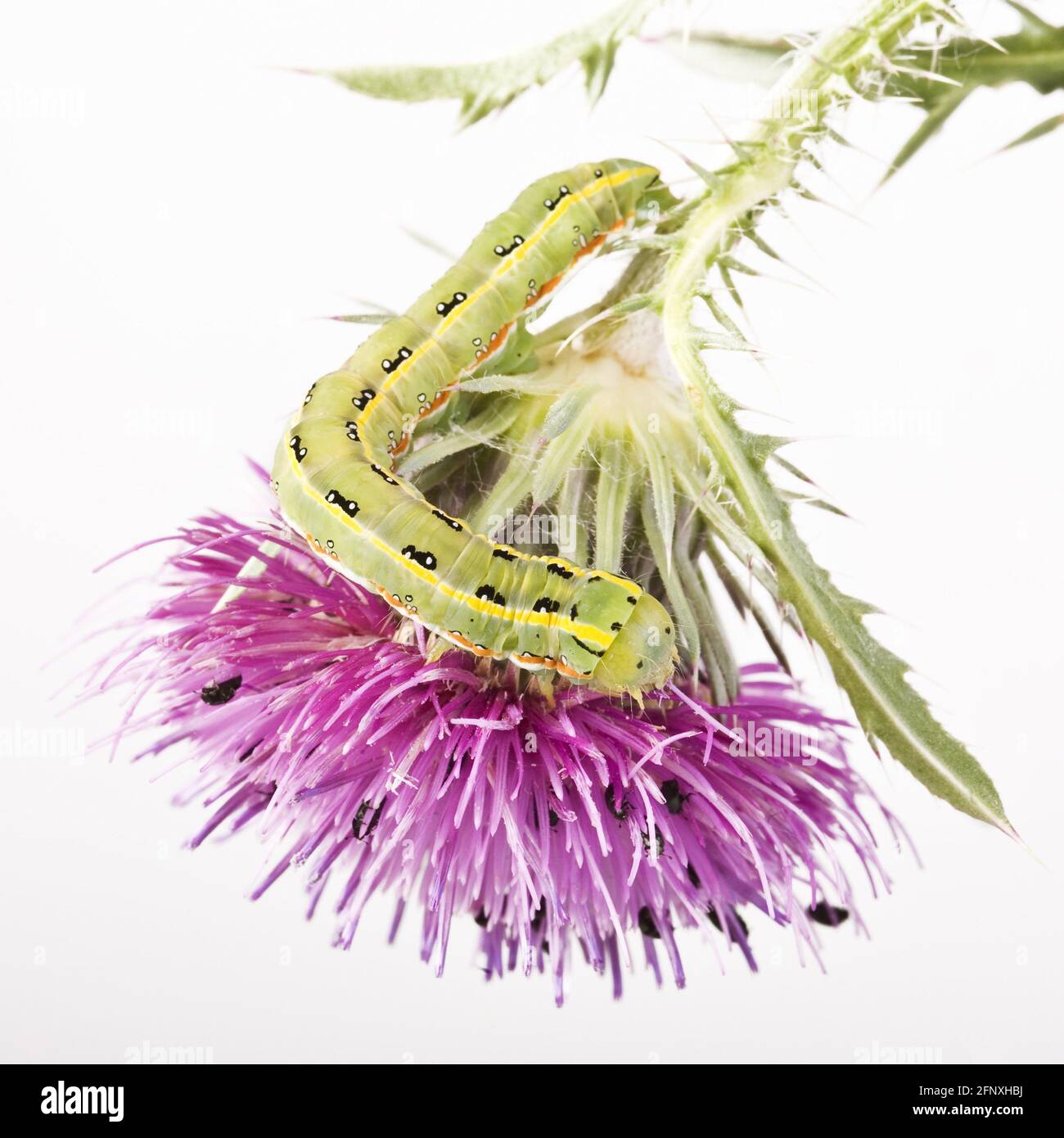 sword-grass moth (Xylena exsoleta), on a thistle flower, cut out ...