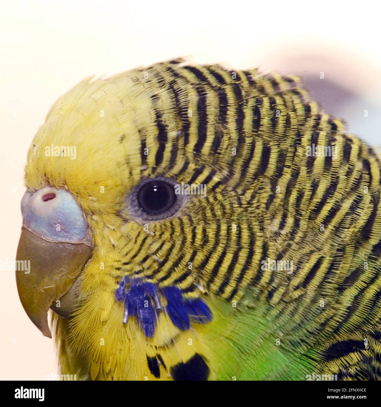 budgerigar, budgie, parakeet (Melopsittacus undulatus), portrait Stock ...