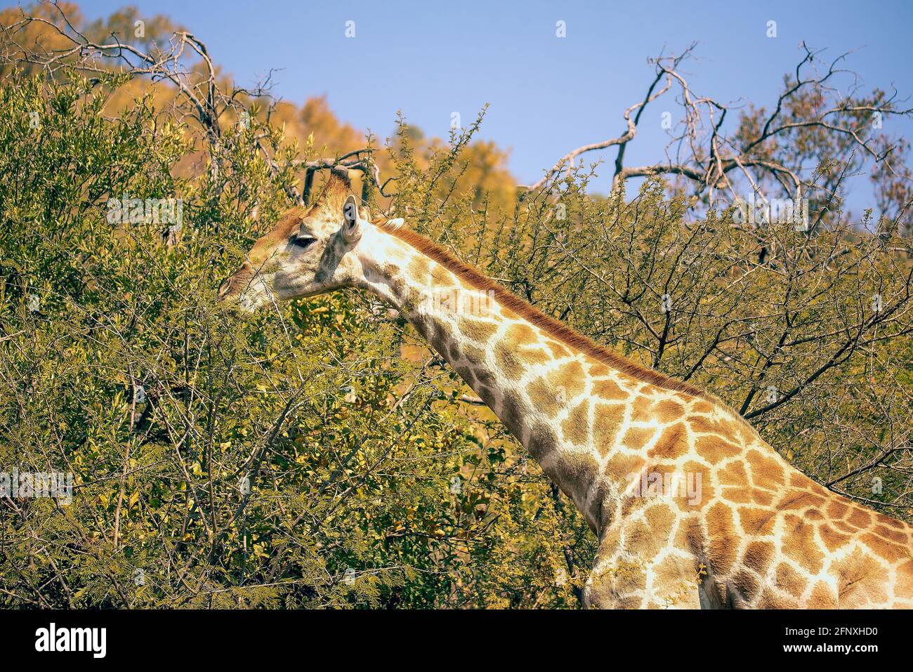 Giraffe eating leaves from tree hi-res stock photography and images - Alamy