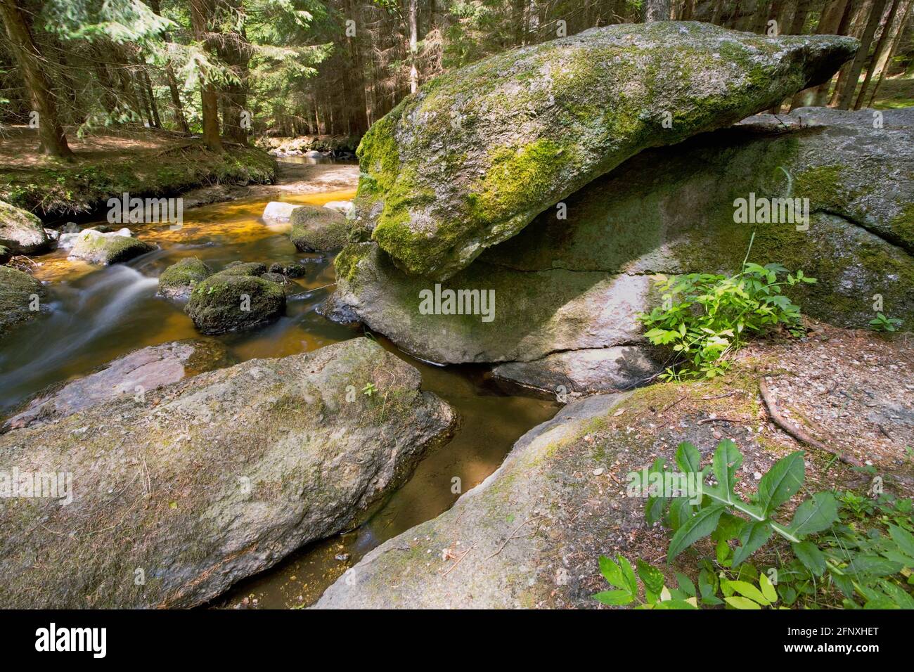 Brook in forest hi-res stock photography and images - Alamy