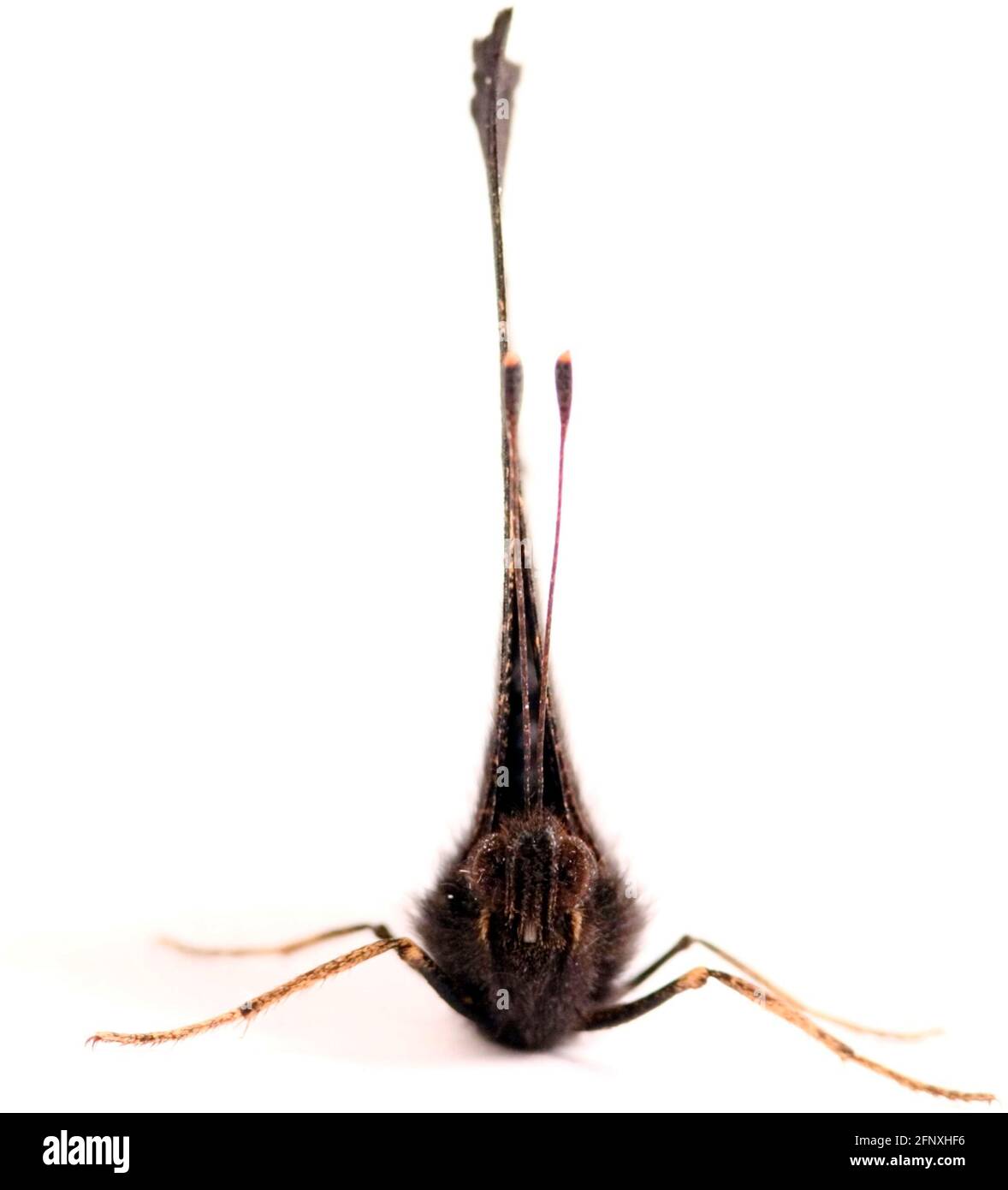 Peacock butterfly, European Peacock (Inachis io, Nymphalis io, Aglais ...