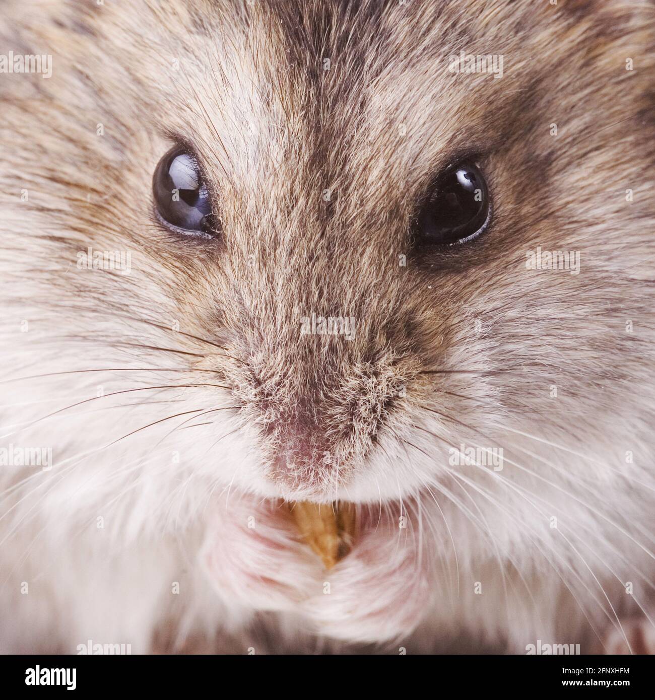 golden hamster (Mesocricetus auratus), portrait while feeding Stock ...