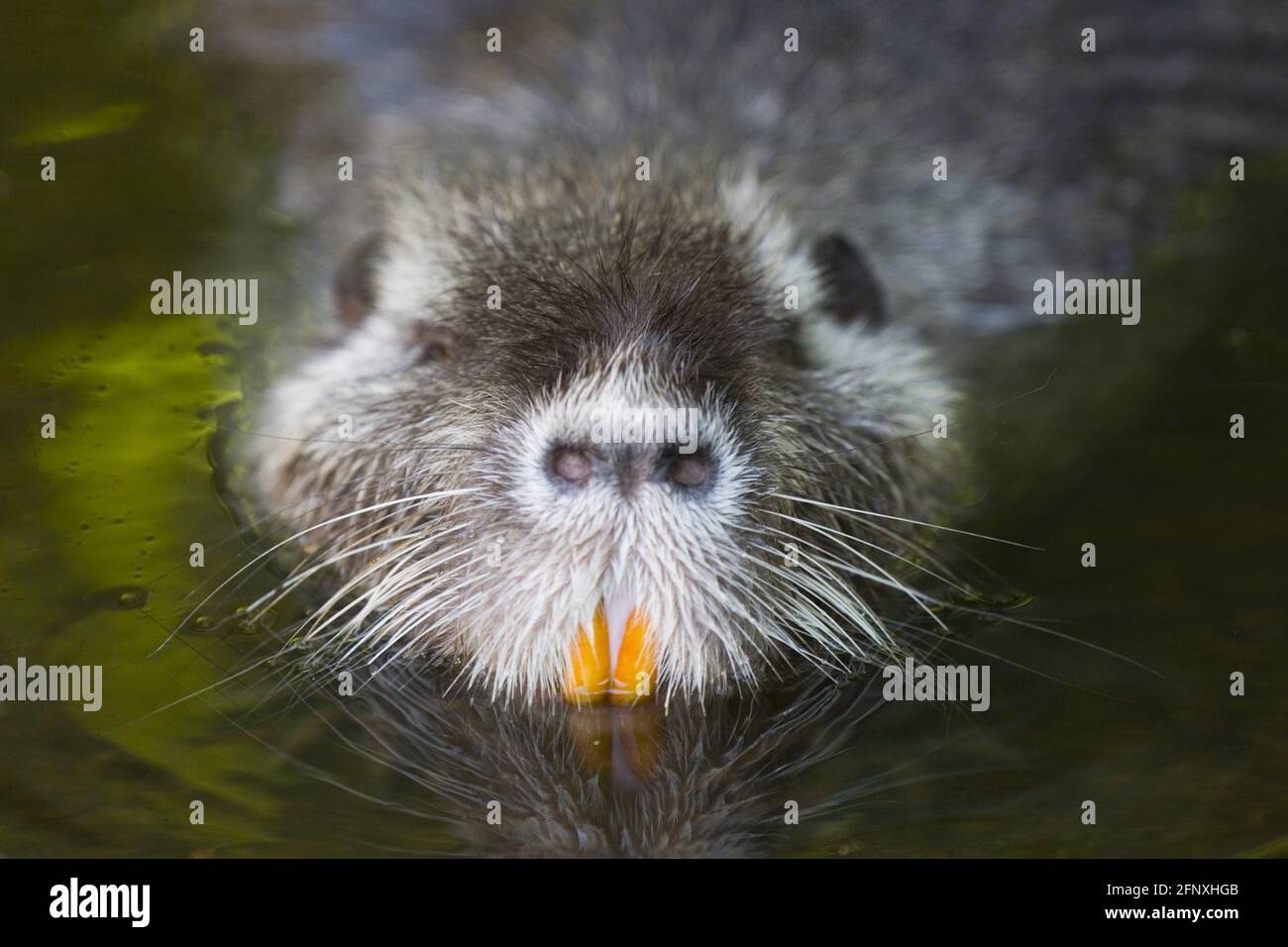 Eurasian beaver, European beaver (Castor fiber), portrait, Austria ...