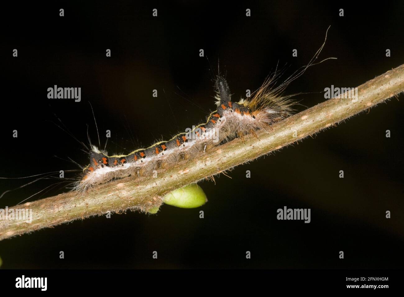 Grey dagger, Grey dagger moth (Acronicta psi, Acronycta psi, Apatele ...