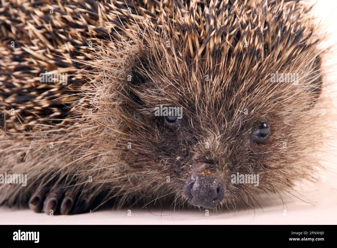 Western hedgehog, European hedgehog (Erinaceus europaeus), portrait ...