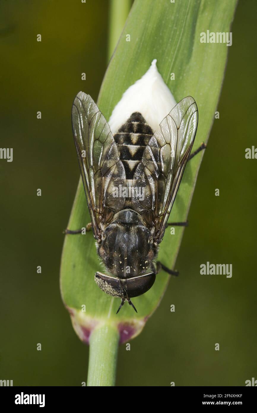 Large Marsh Horsefly (Tabanus autumnalis), egg deposition, Austria ...