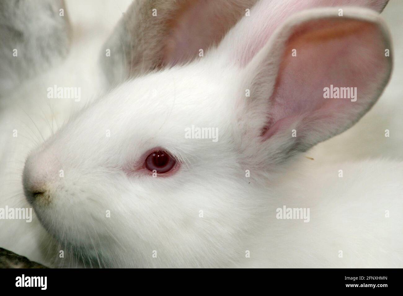 Albino domestic rabbit hi-res stock photography and images - Alamy