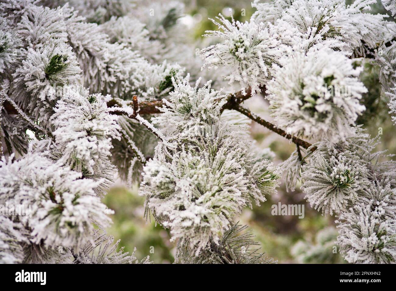 European black pine, Austrian pine, Black Pine, Corsican Pine (Pinus ...