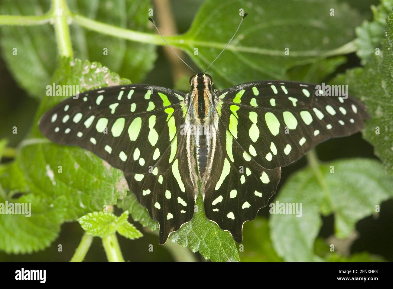 The green spotted triangle hi-res stock photography and images - Alamy