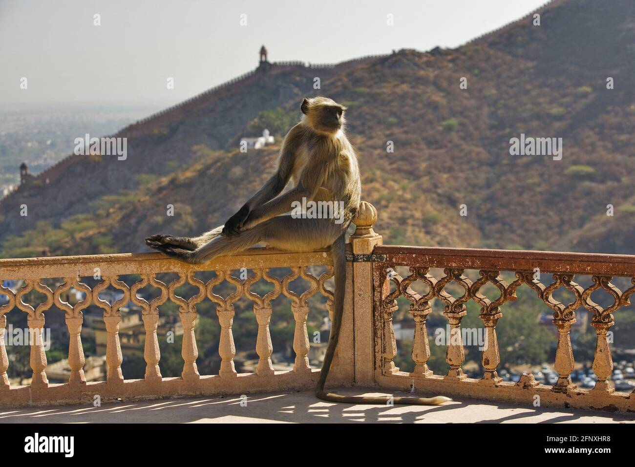 Sacred langur, Indian langur, Hanuman langur, Northern Plains Gray ...