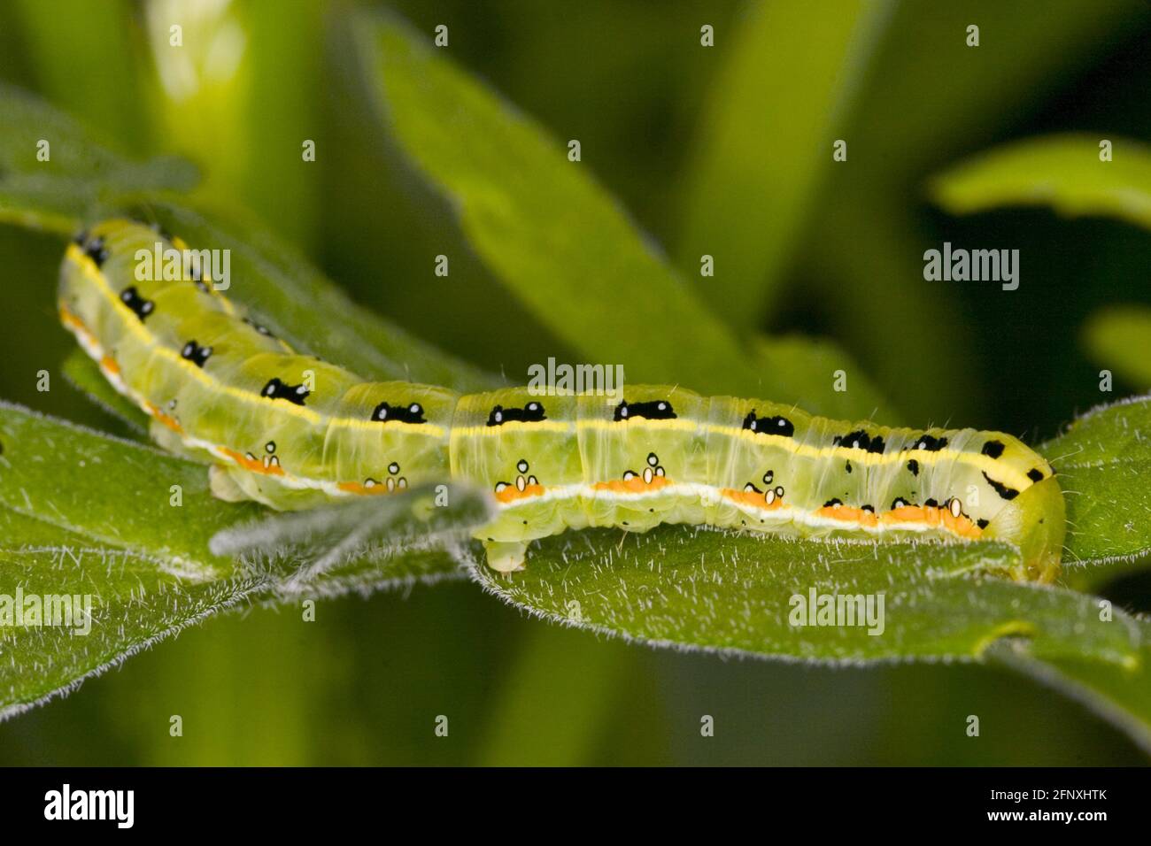 sword-grass moth (Xylena exsoleta), caterpillar on a leaf, Austria ...