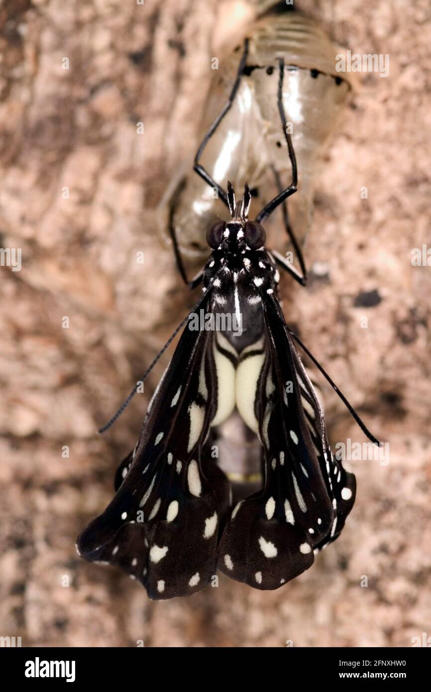 White tree nymph hi-res stock photography and images - Alamy