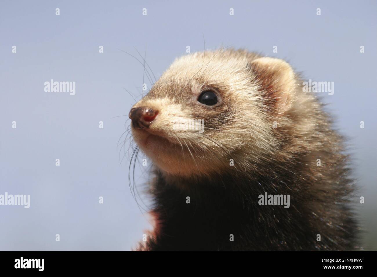 domestic polecat, domestic ferret (Mustela putorius f. furo, Mustela ... domestic polecat, domestic ferret (Mustela putorius f. furo, Mustela ...