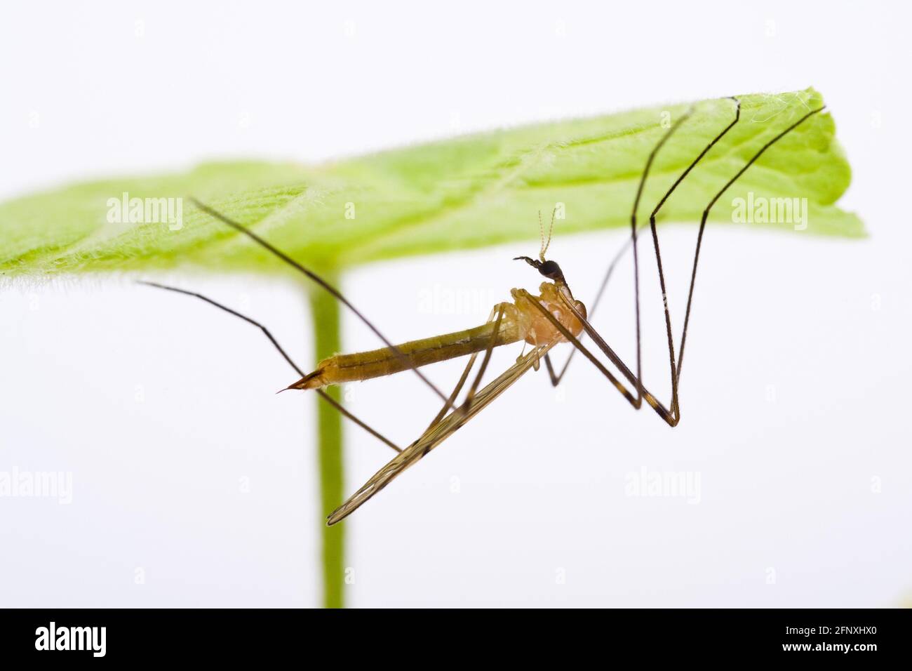 cranefly (Limonia phragmitidis), sits on the underside of a leaf ...