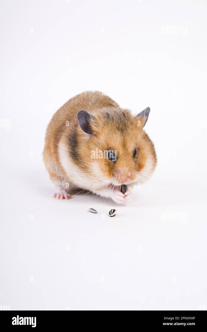 golden hamster (Mesocricetus auratus), feeds a seed Stock Photo - Alamy