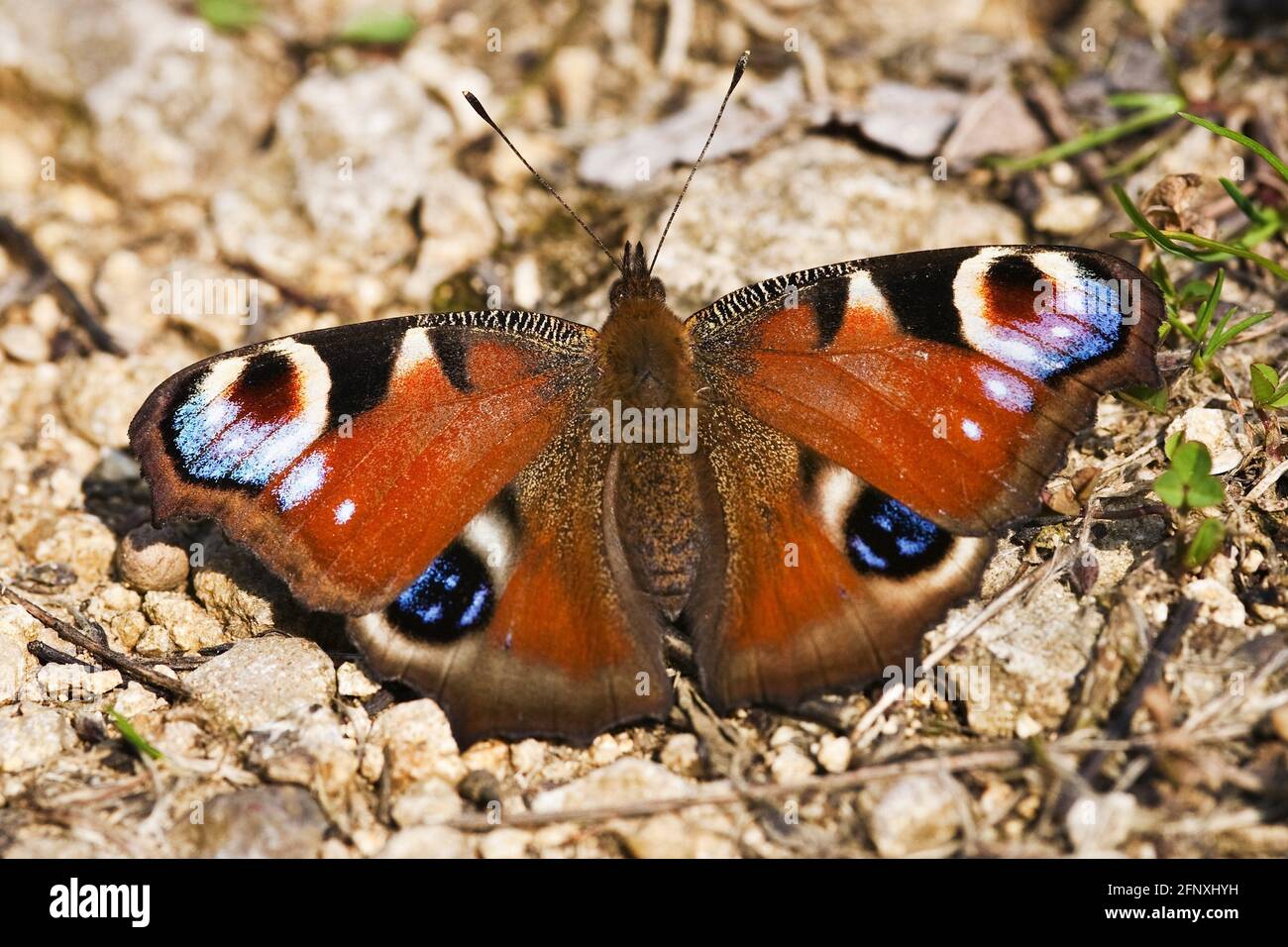 Peacock butterfly, European Peacock (Inachis io, Nymphalis io, Aglais ...