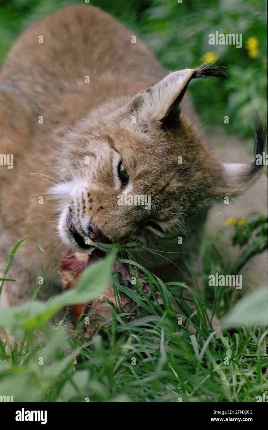 Eurasian lynx (Lynx lynx), feeding Stock Photo - Alamy