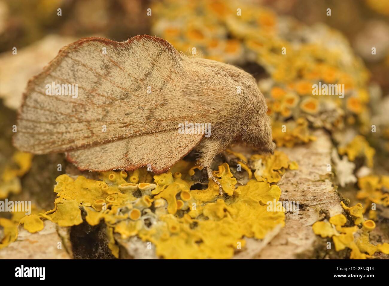 Closeup of the Cork-oak Lappet moth, Phyllodesma suberifolia Stock ...