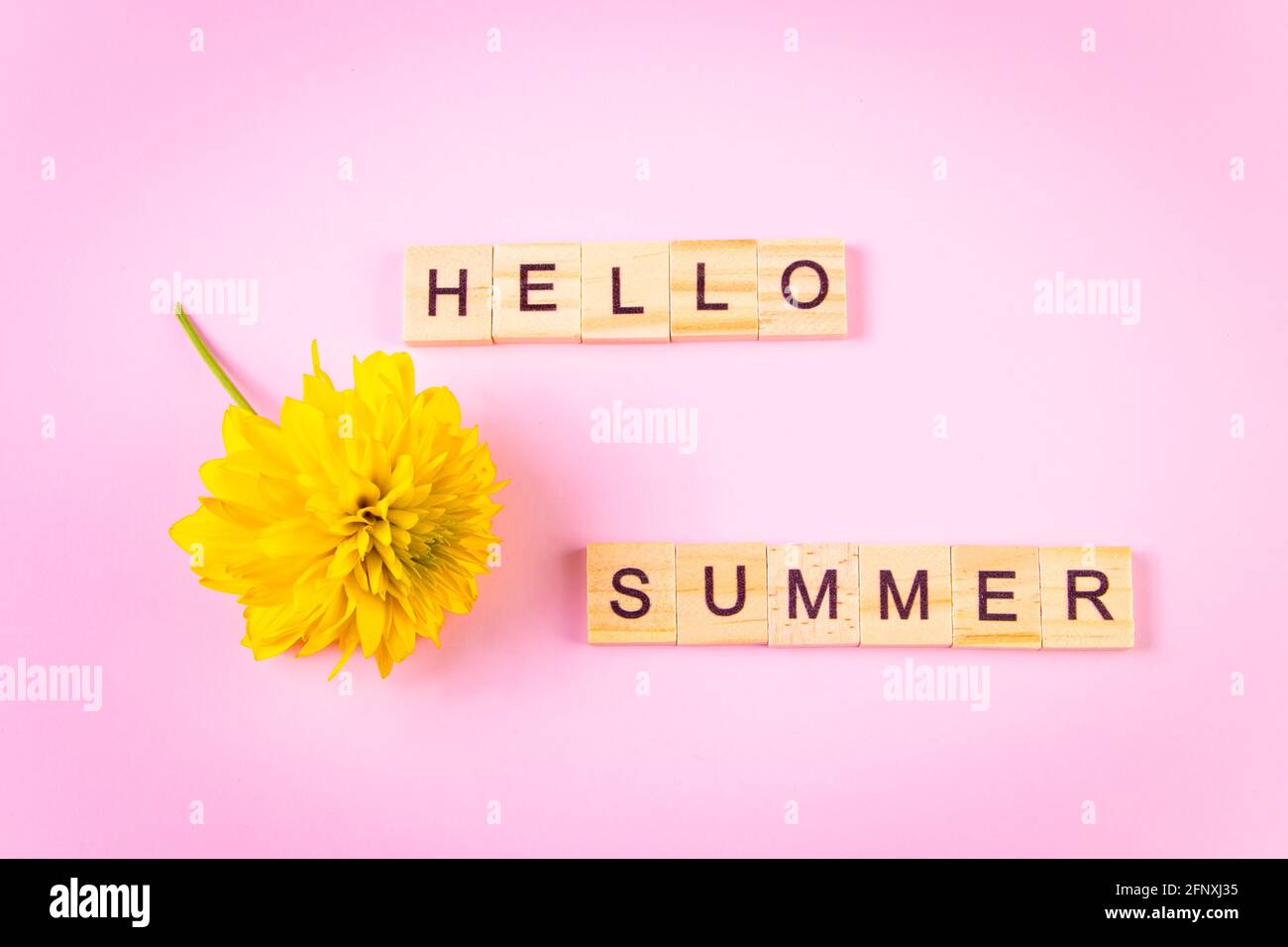 Hello summer concept. Yellow flower on a pink background. Wooden ...