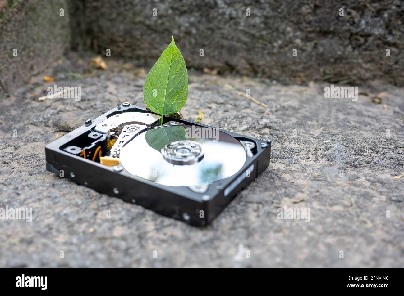 View on a hard disk drive with a chia leaf representing the ...