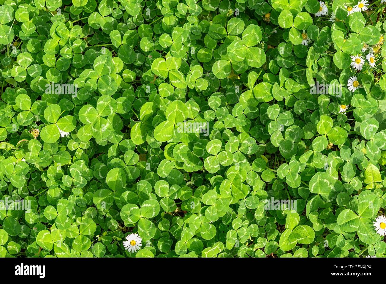 Beautiful clover hi-res stock photography and images - Alamy