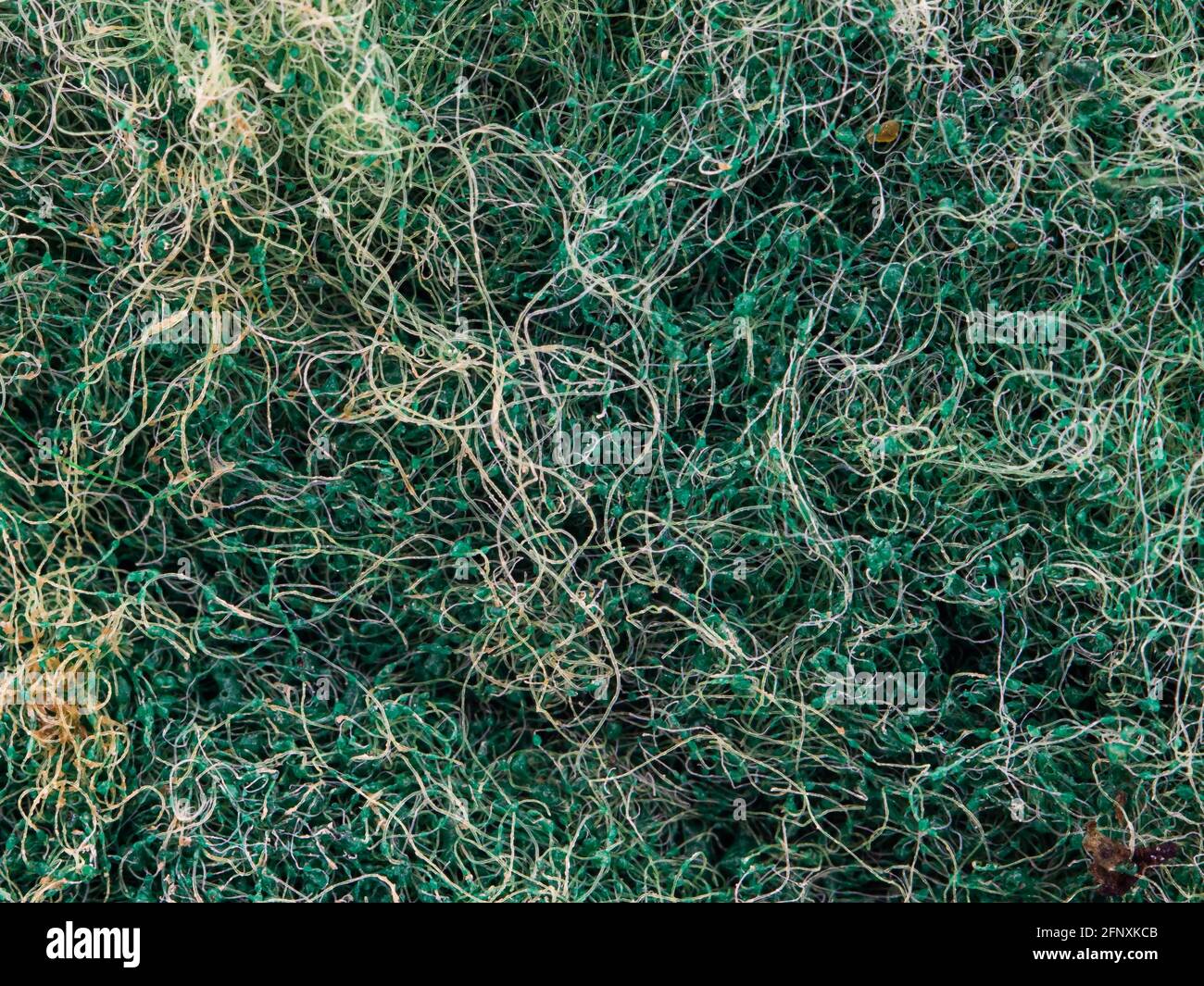 macro view of dish sponge Stock Photo - Alamy