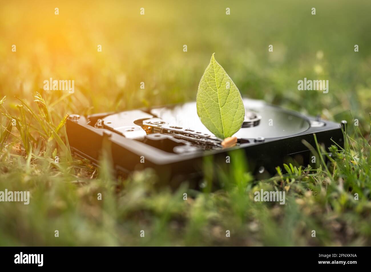 View on a hard disk drive with a chia leaf representing ...