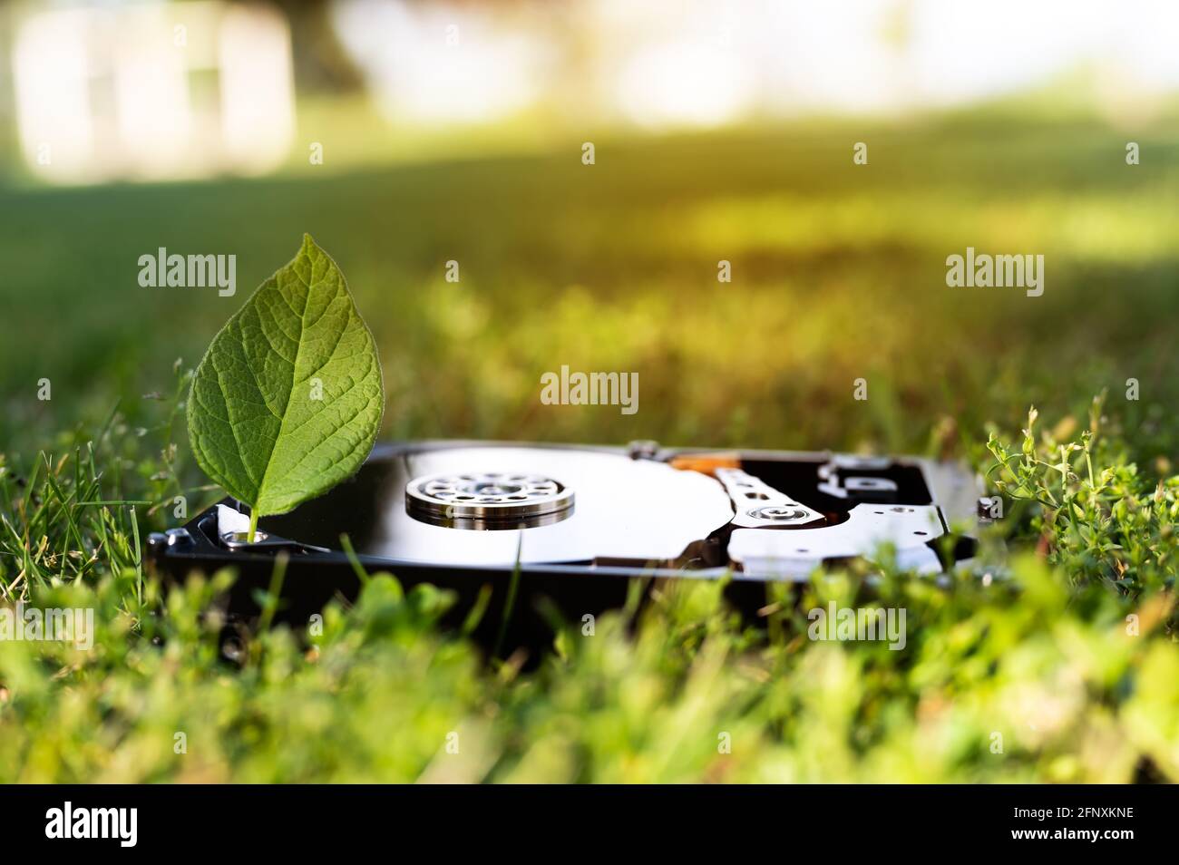 View on a hard disk drive with a chia leaf representing ...