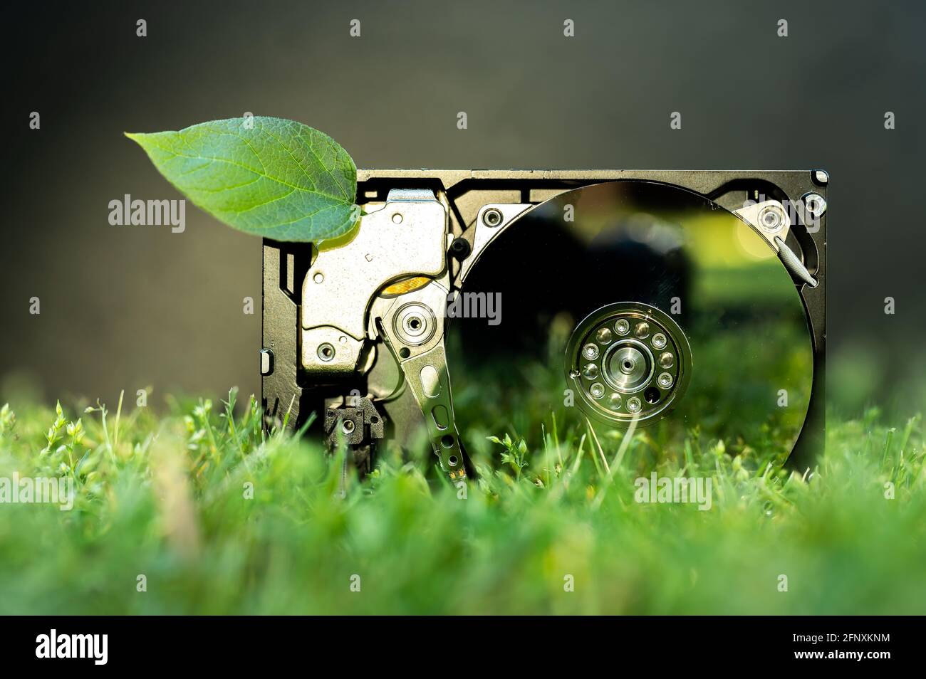 View on a hard disk drive with a chia leaf representing ...