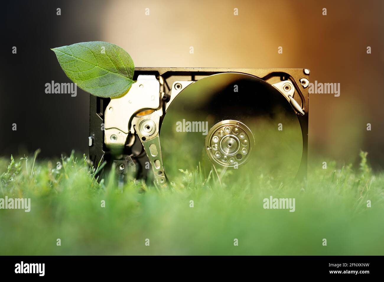 View on a hard disk drive with a chia leaf representing ...