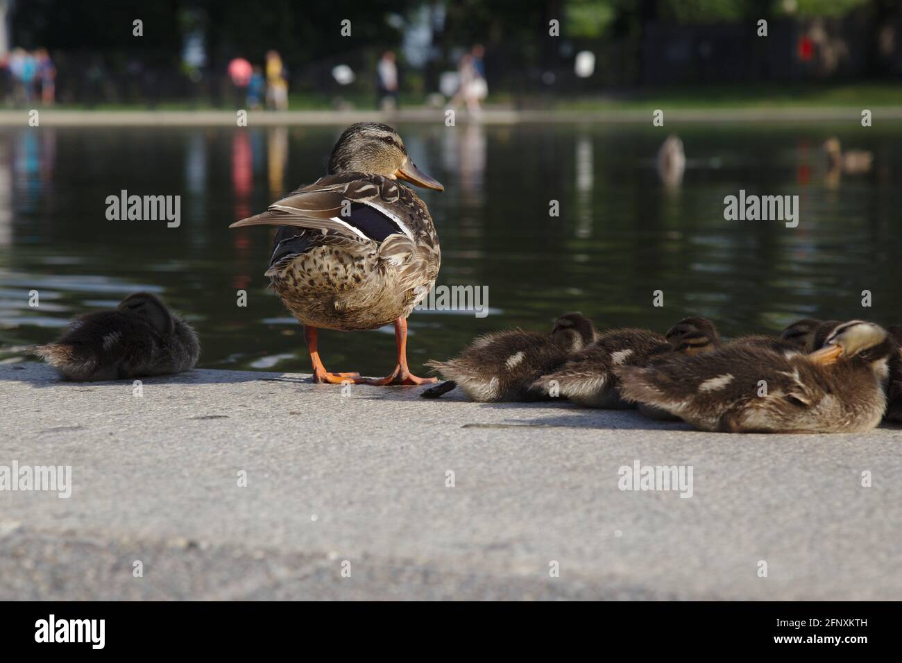 Mallard Duck Family Stock Photo - Alamy Mallard Duck Family Stock Photo - Alamy