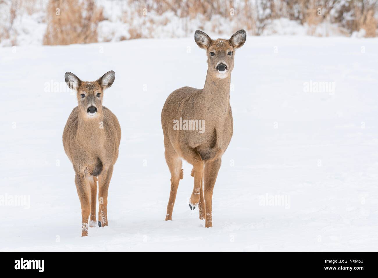 Yearling fawn hi-res stock photography and images - Alamy