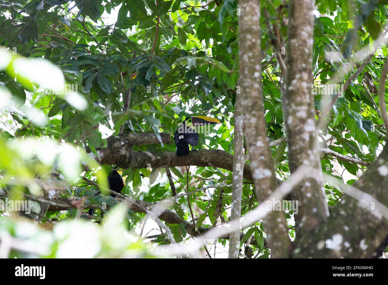 Arenal region birds hi-res stock photography and images - Alamy